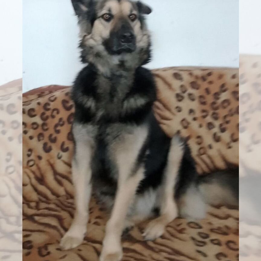 Взрослый пёс в добрые руки