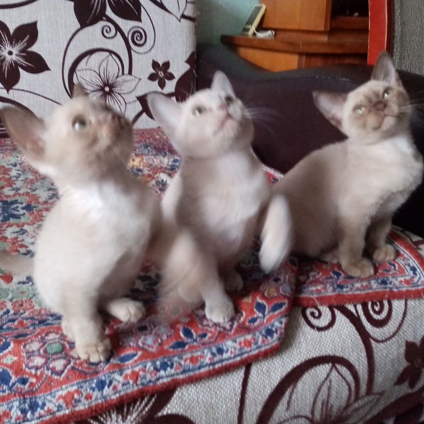 Продам котят европейской бурмы