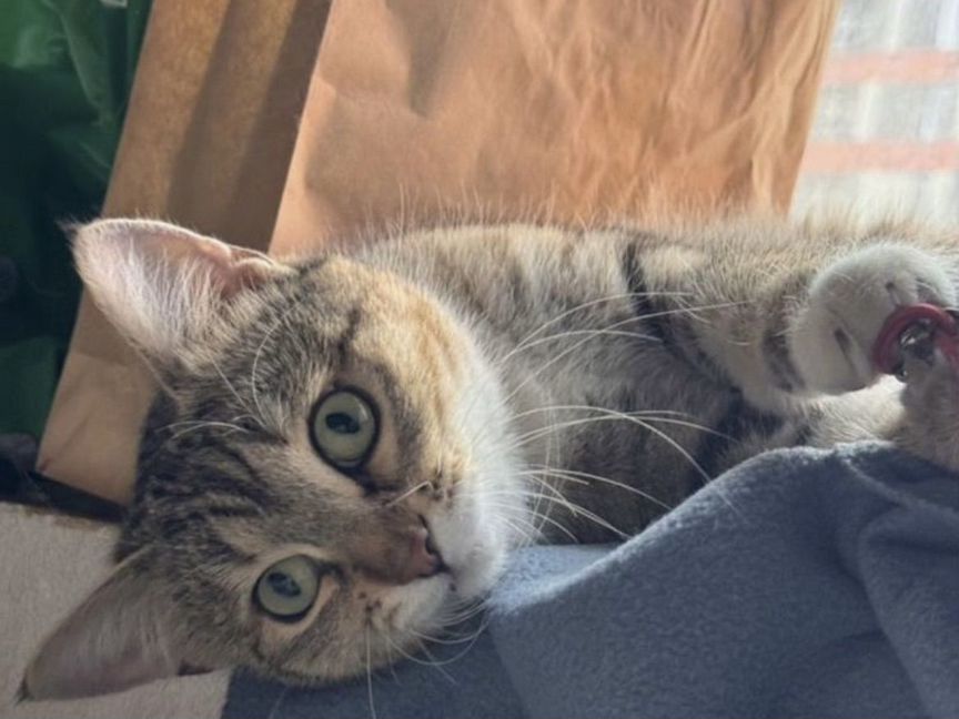 Кот всем на свете нужен дом