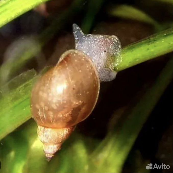 Улитка Покемон