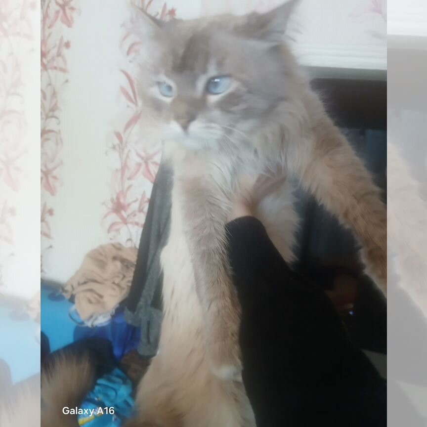 Сиамский, взрослый кот