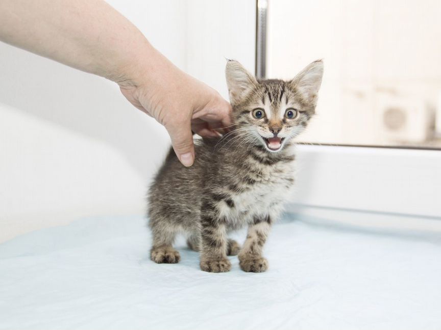 Котеночек Васька. 2 мес