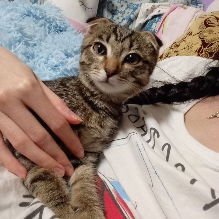 Вислоухие котята бесплатно