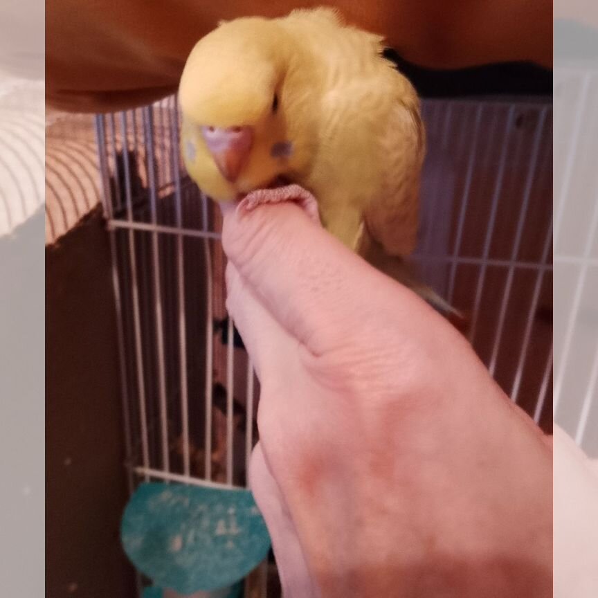 Птенцы волнистого попугая