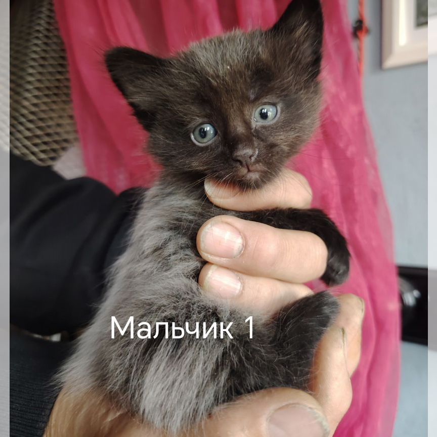 Котята в добрые руки бесплатно