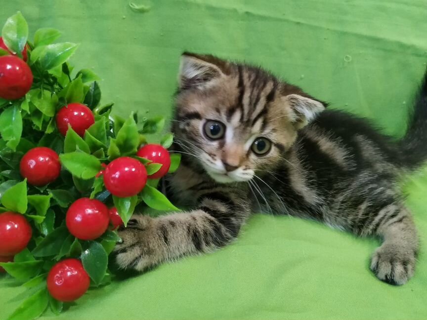 Шотландский котик