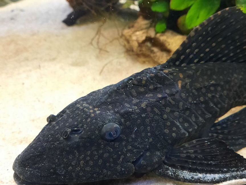 Сом птеригоплихт