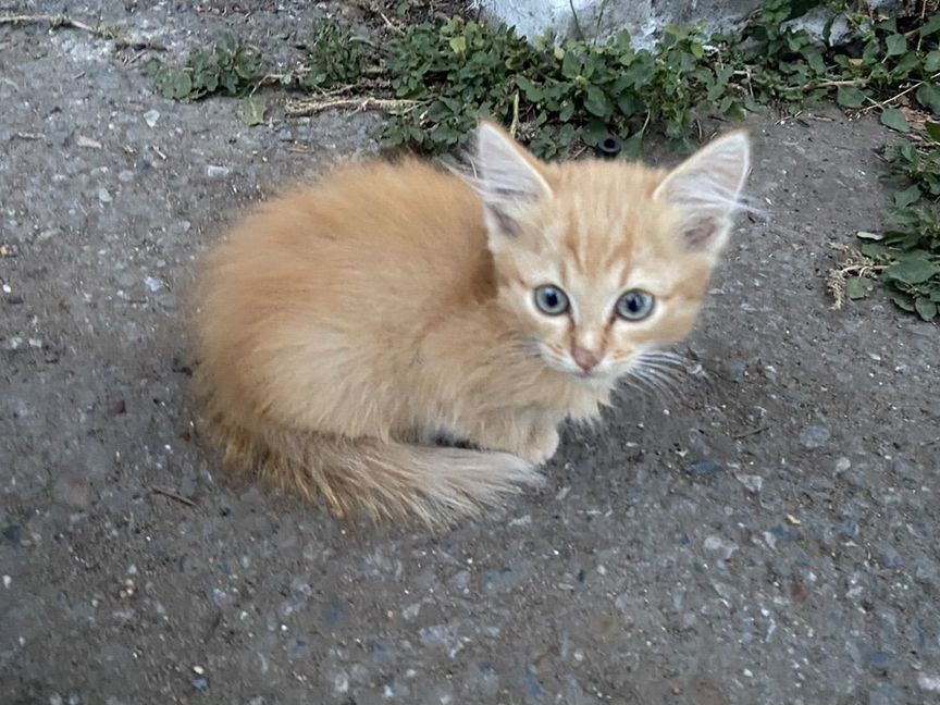 Котята рыженькие