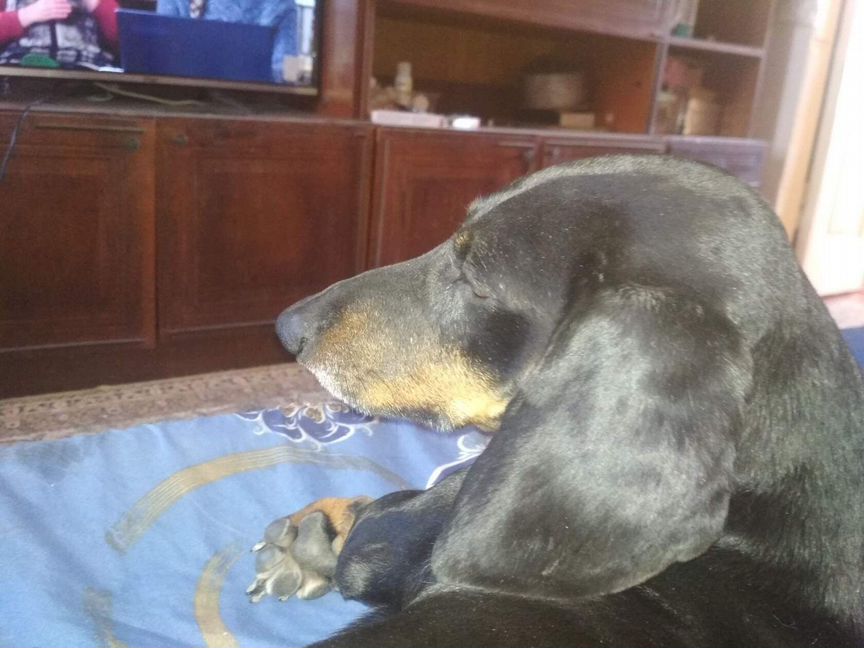 Щенки таксы