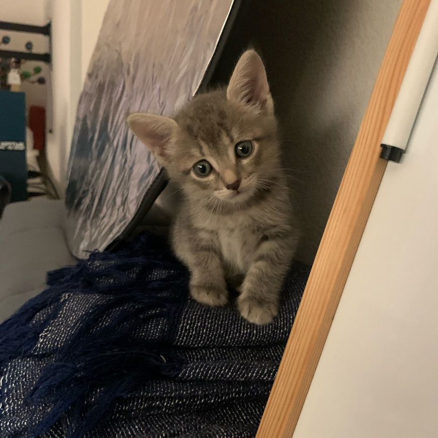 Котенок в добрые рукм