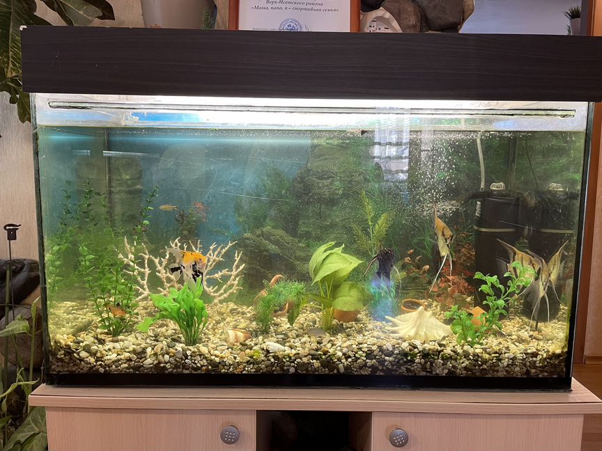 Аквариум с рыбками 126 л