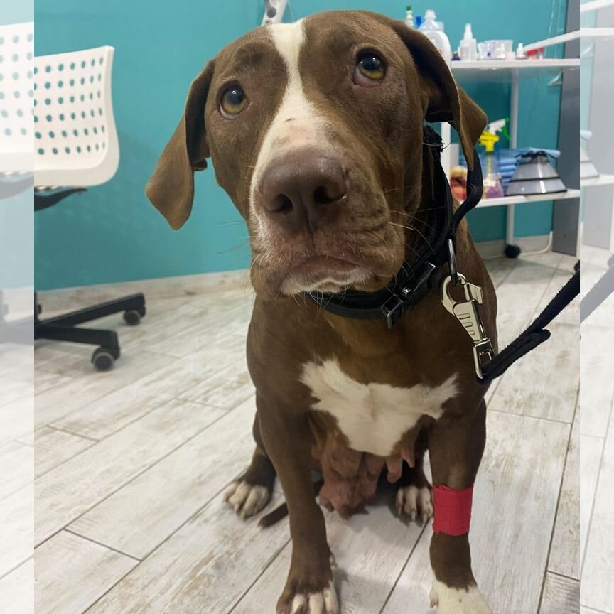 Американский питбультерьер, взрослая собака