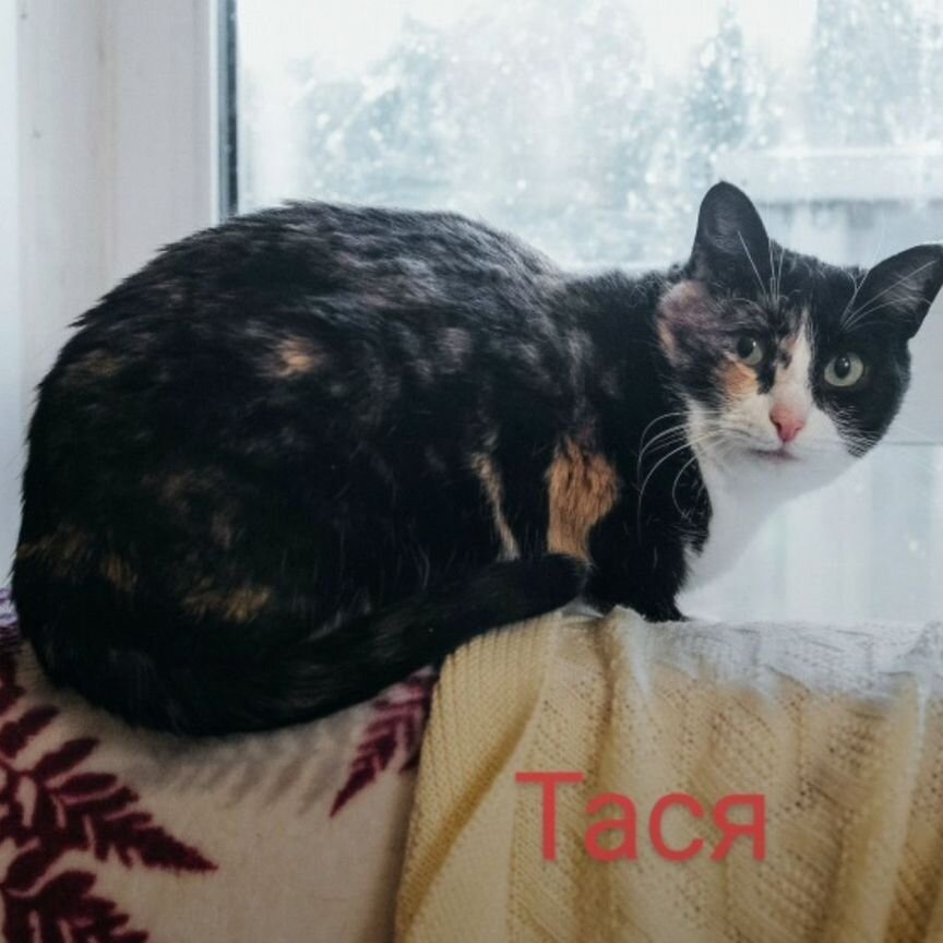 Взрослая, Девочка кошка в добрые руки