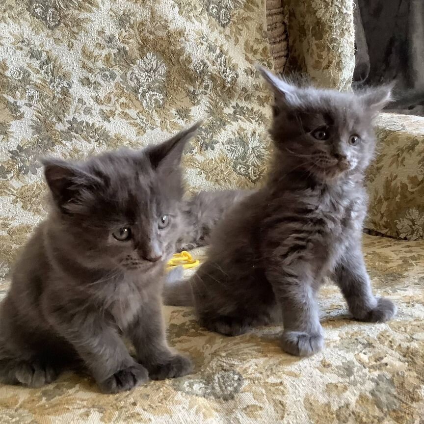 Котята Мейн кун