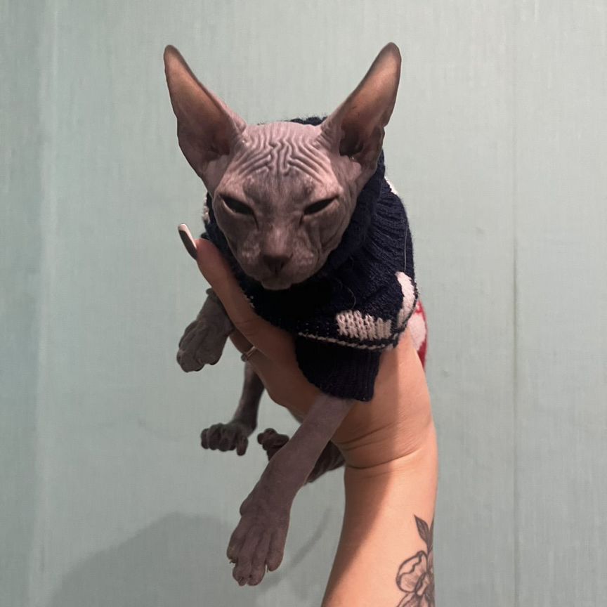 Донской сфинкс