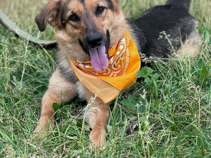 Собака Добрая Флора