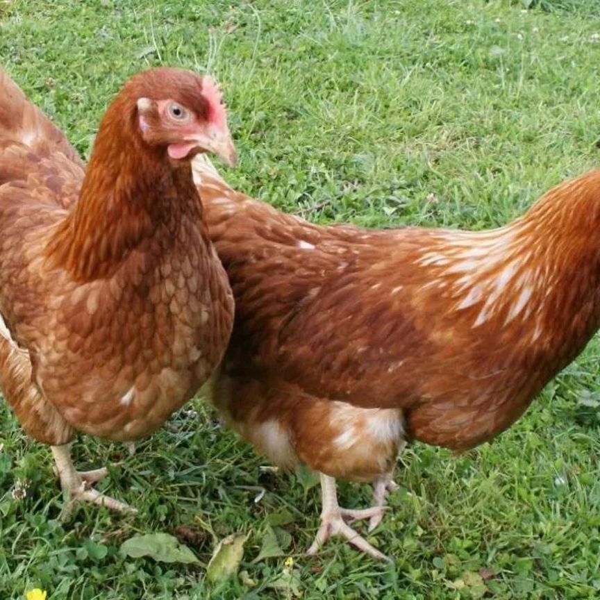 Куры белые, рыжие, доминант