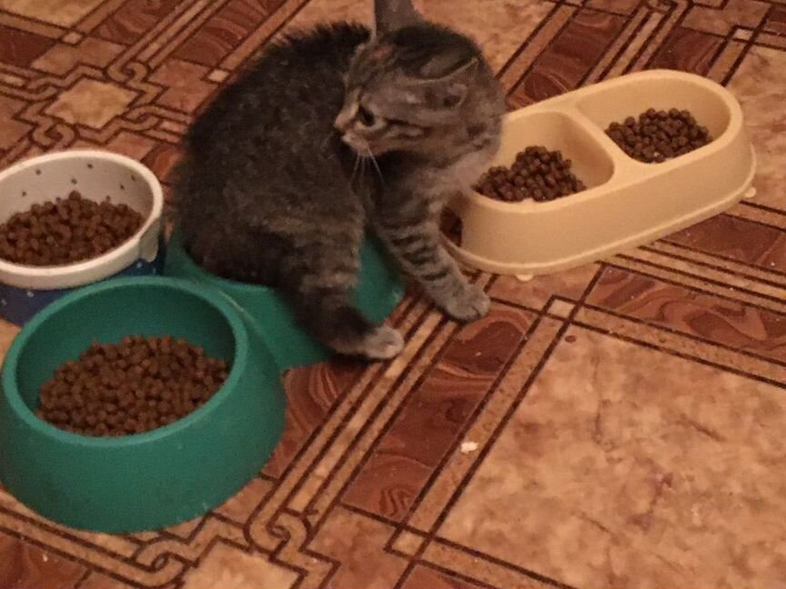 Котенок в семью