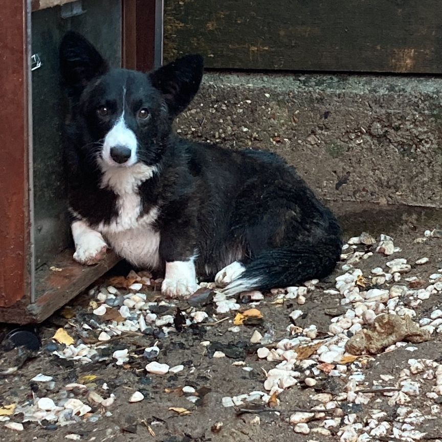 Щенок Вельш Корги Кардиган