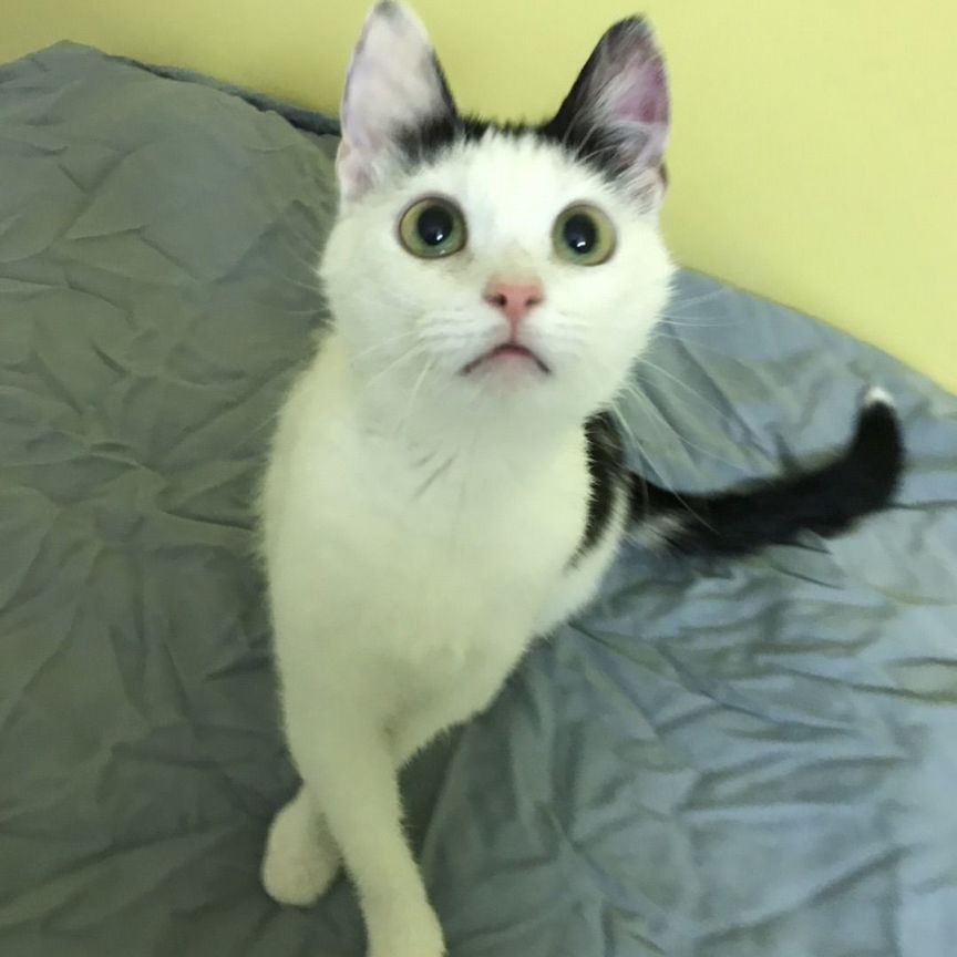 Спб. Котенок Люська ищет дом