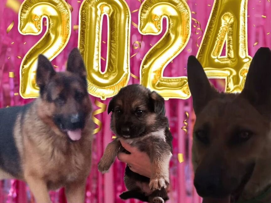 Немецкая овчарка