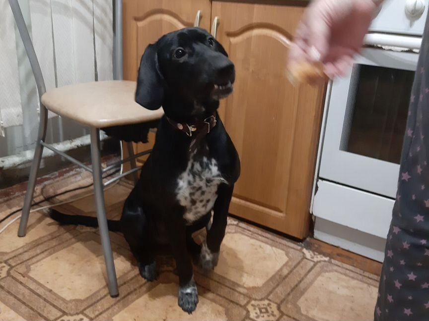 Собака в добрые руки отдам бесплатно