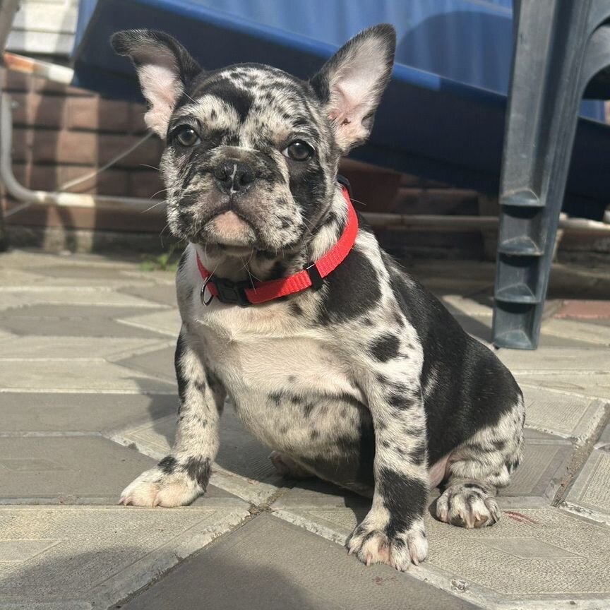 Очаровательная девочка в окрасе Мерль