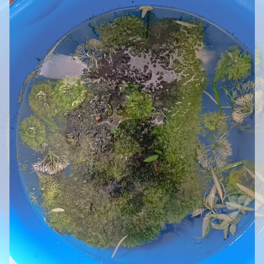 Мох риччия