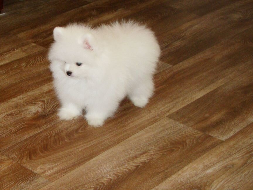 Шпиц мальчик мини красавчик