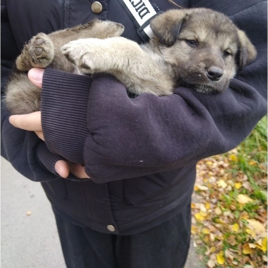 Щенка одного выбросили умирать