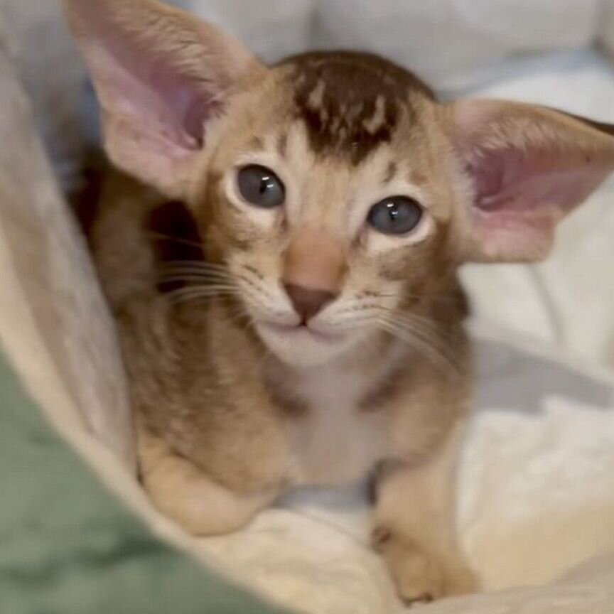 Ориентальный котёнок