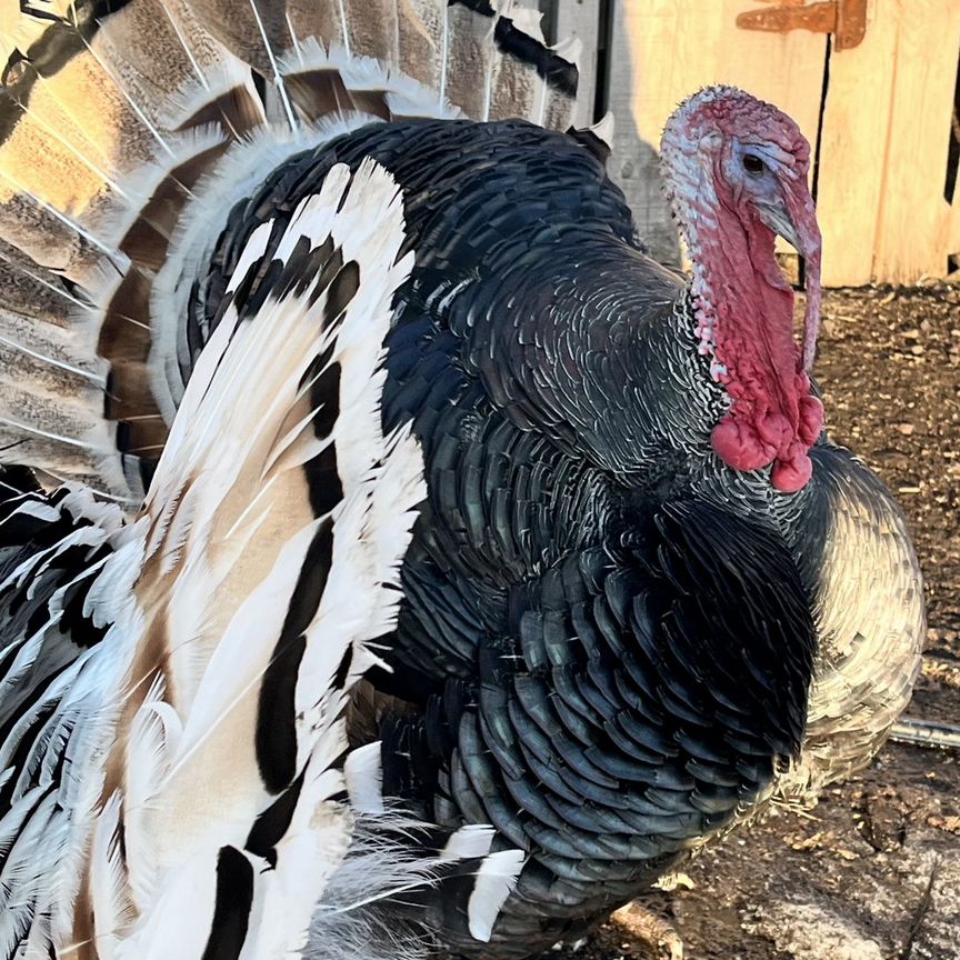 Индюк самец