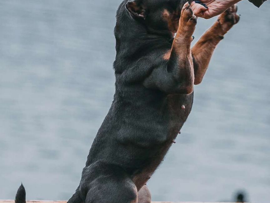 Американский булли покет