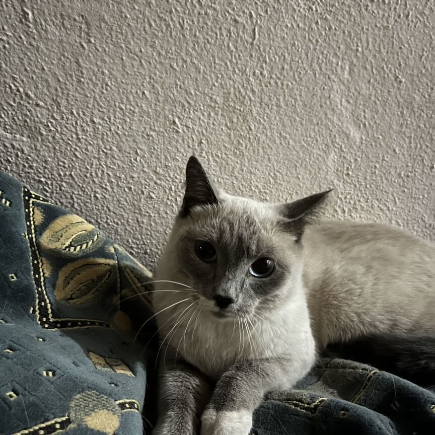 Сиамская кошечка ищет хозяина