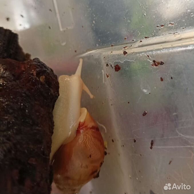 Улитки ахатины разного размера