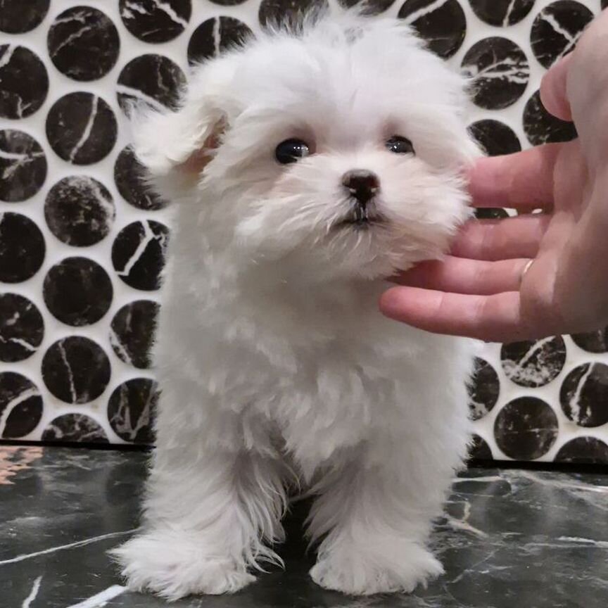 Мальтийская болонка, щенок