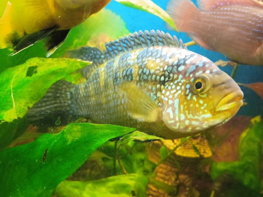 Продам рыбку Акара