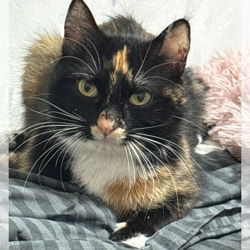 Взрослая кошка в добрые руки