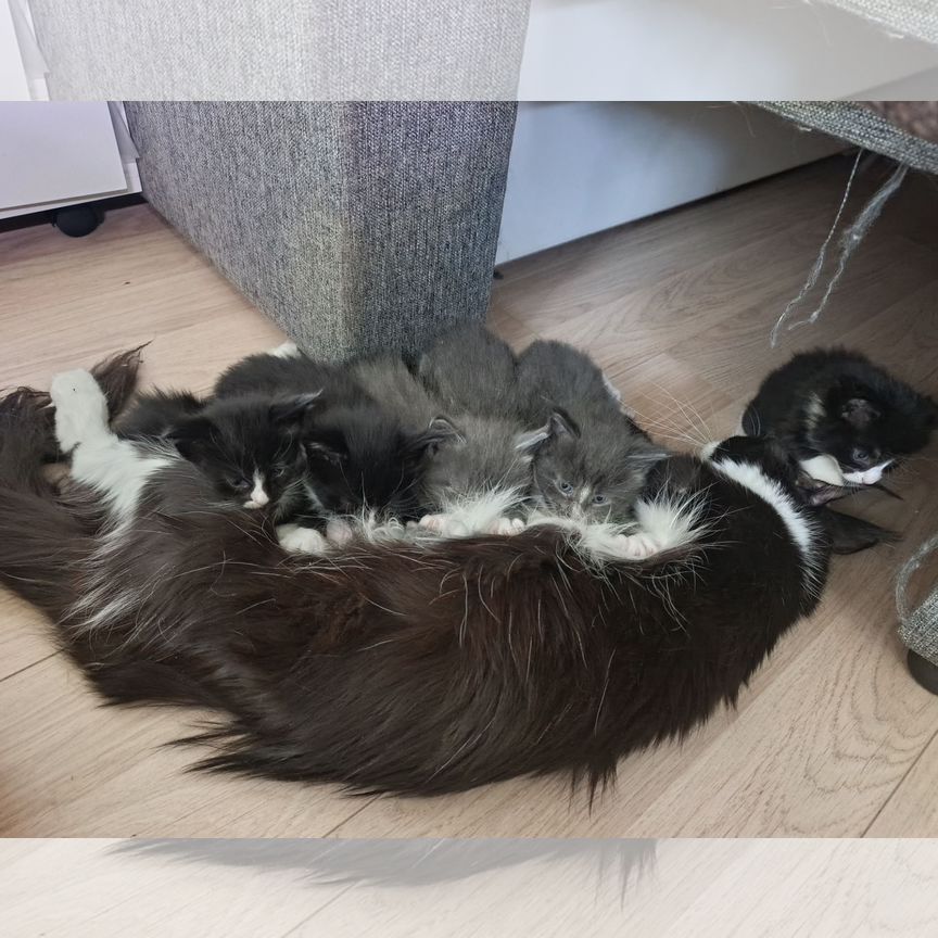 Мейн-кун котёнок