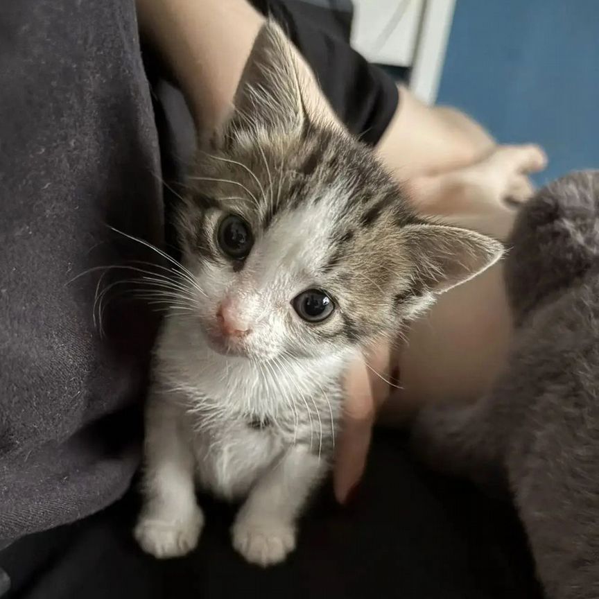 Котёнок в добрые руки