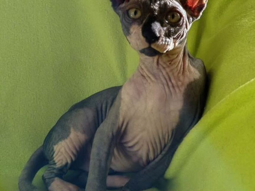 Котята эльфы