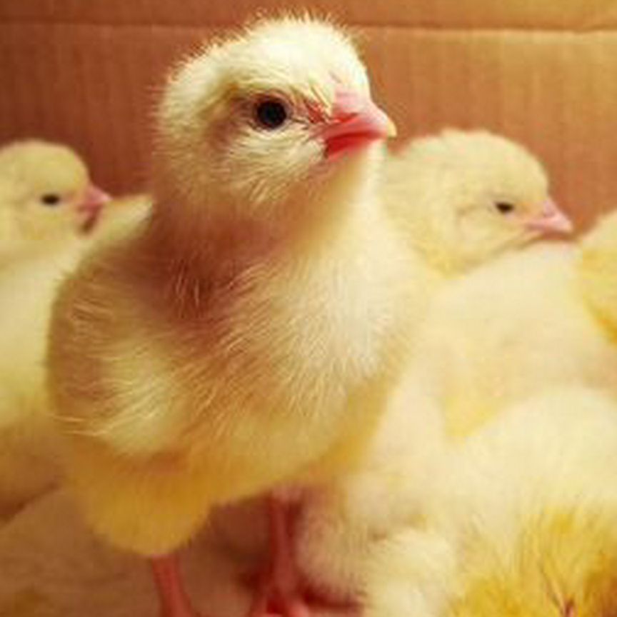 Цыплята бройлеры