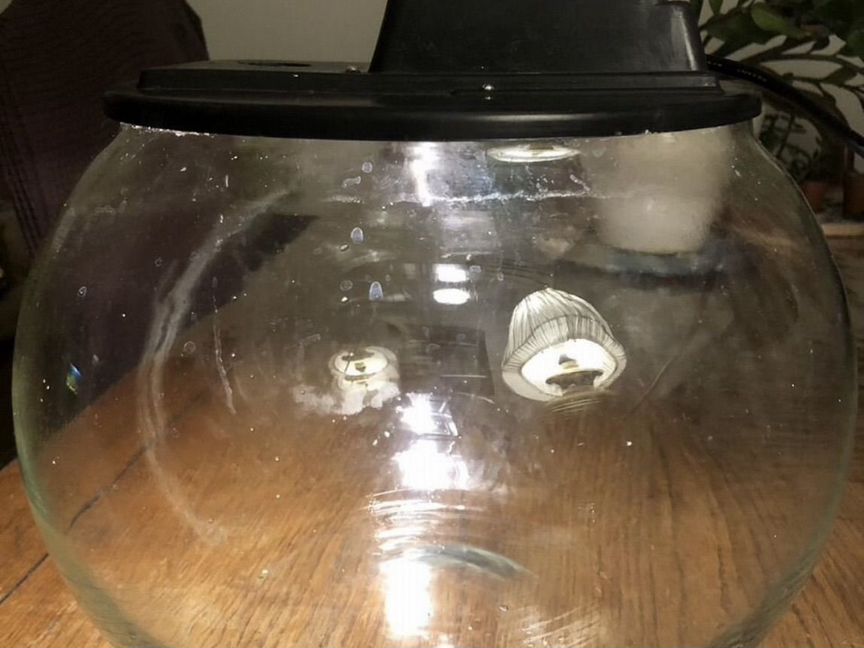 Круглый аквариум 25 л с рыбкой петушок