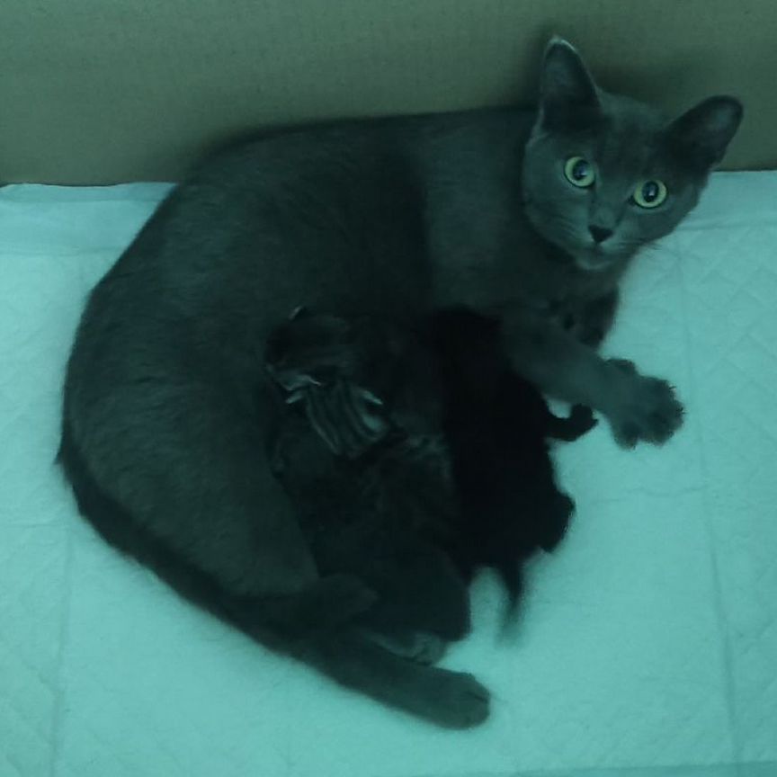 Котята