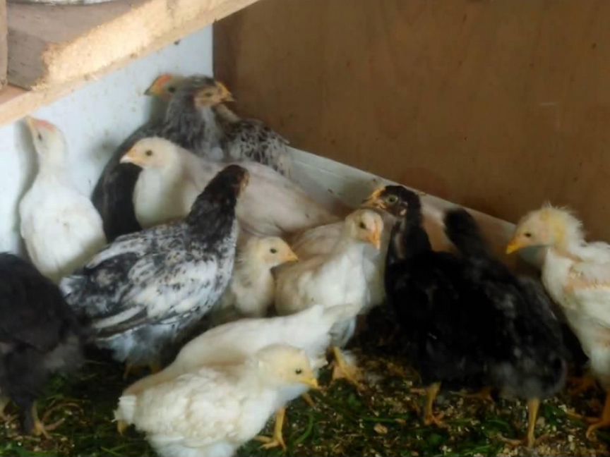 Продам цыплят