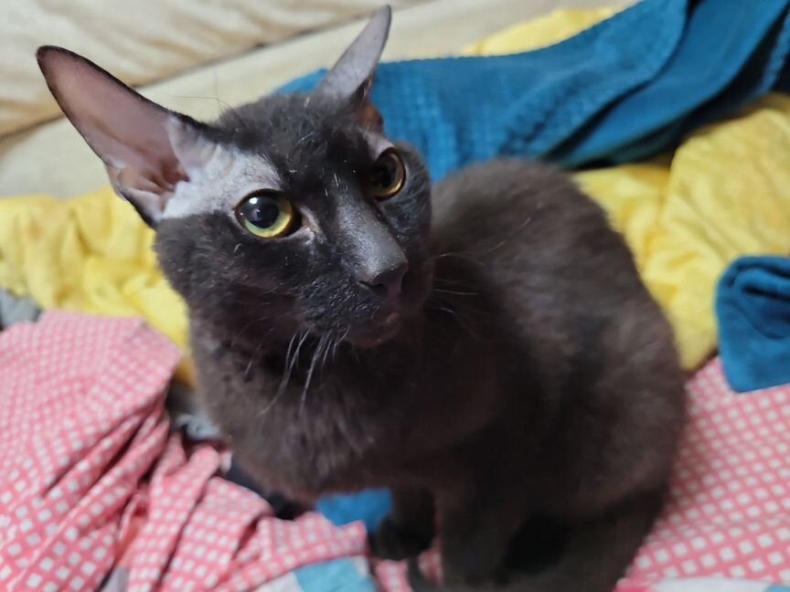 Отдам кота в добрые руки