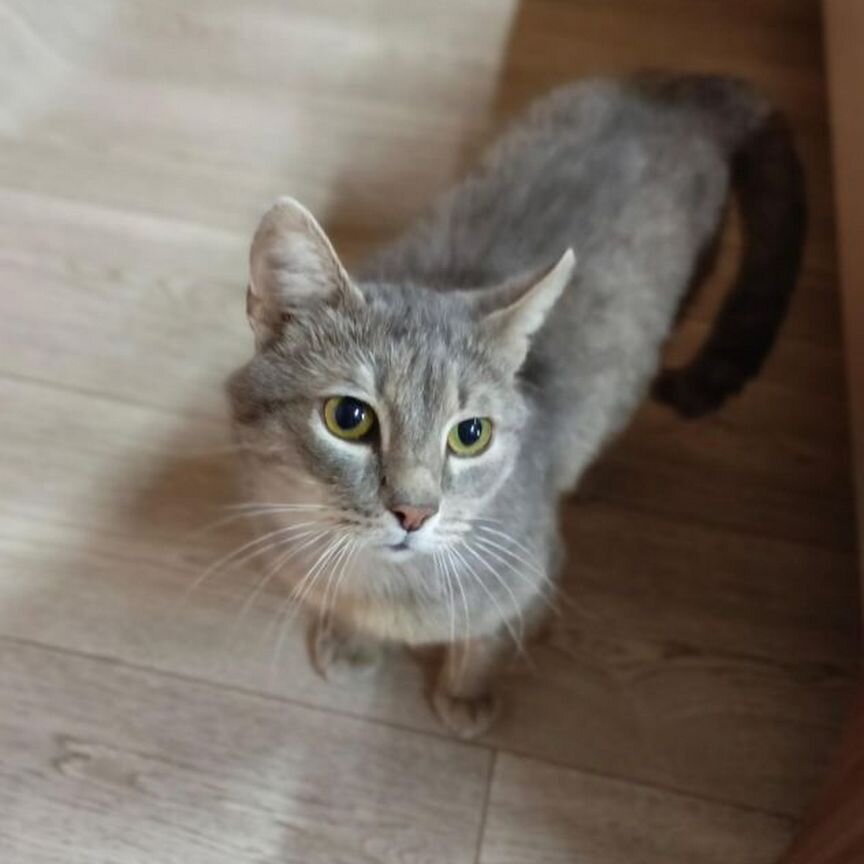 Кот в добрые руки