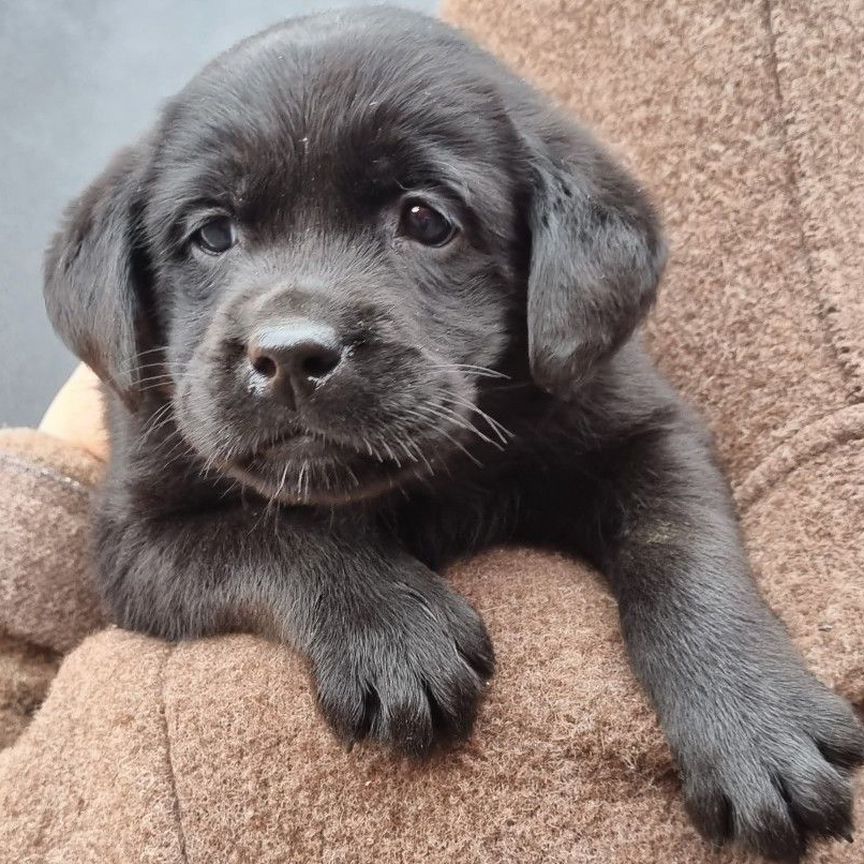 Лабрадор-ретривер, щенок