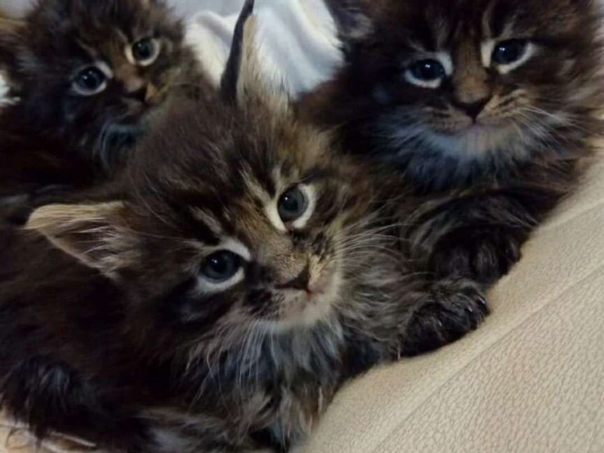 М и ж кунятки