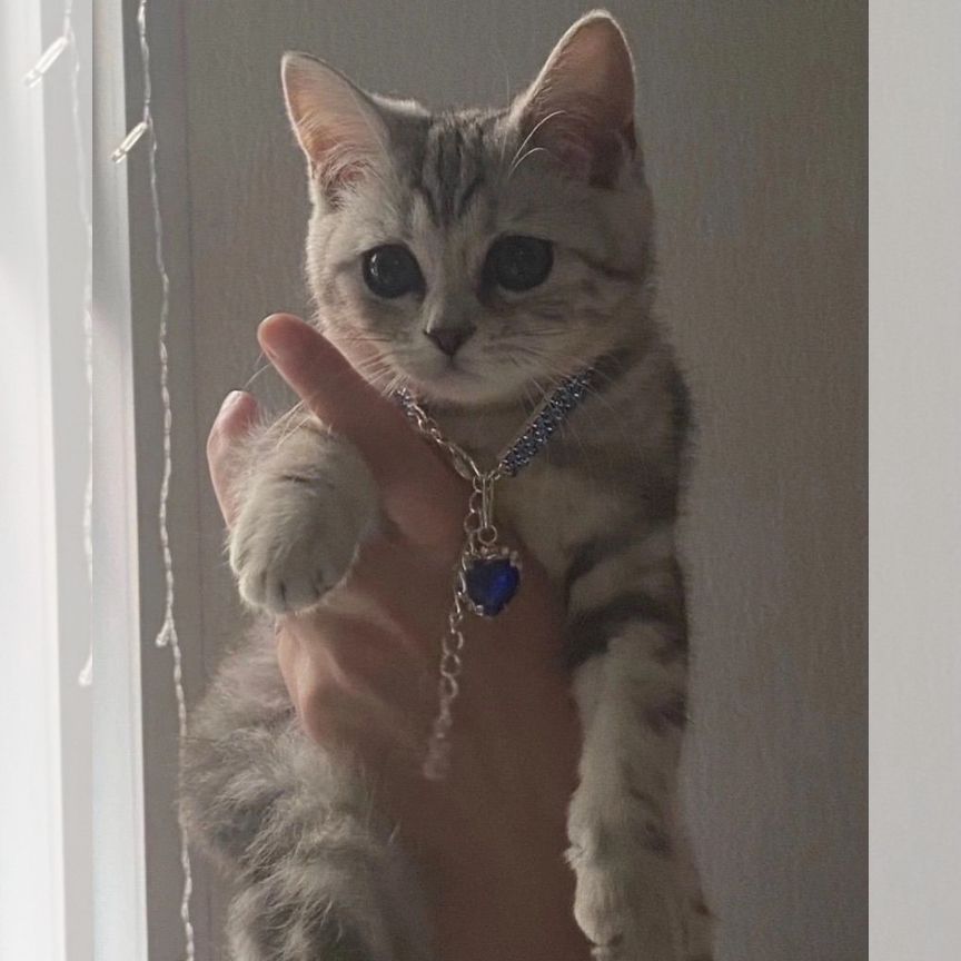 Шотландский вислоухий короткошёрстный котёнок